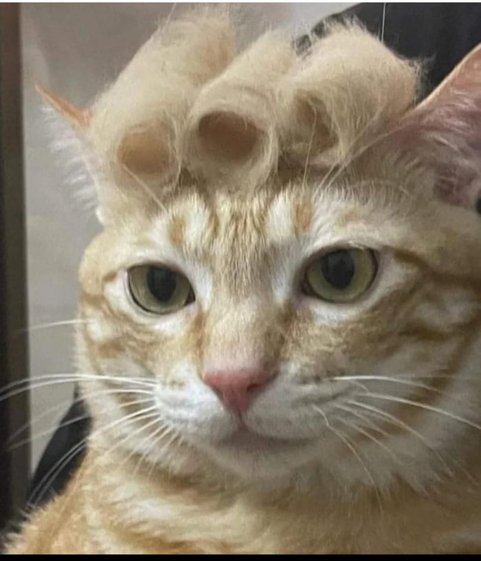 Dio Kitty Cat, Scourge Of The Cat Lady’s Living Room - 9GAG