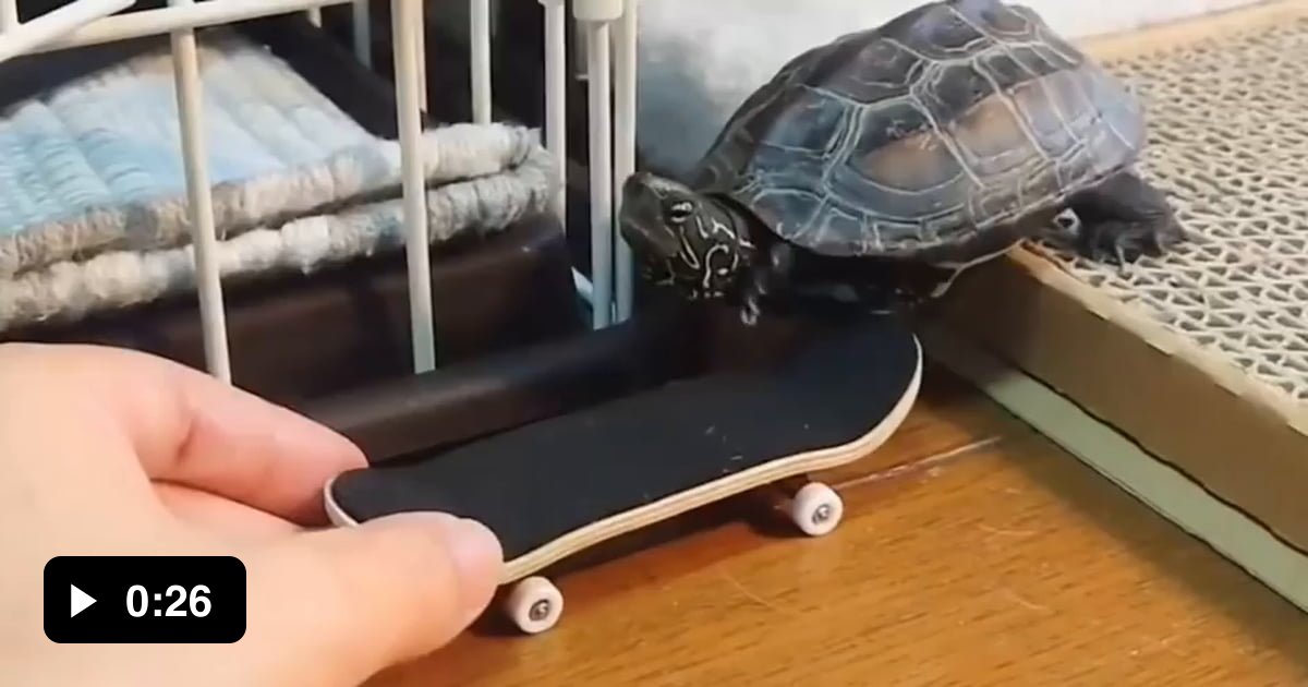 Turbo Turtle Shell Shocker - 9GAG