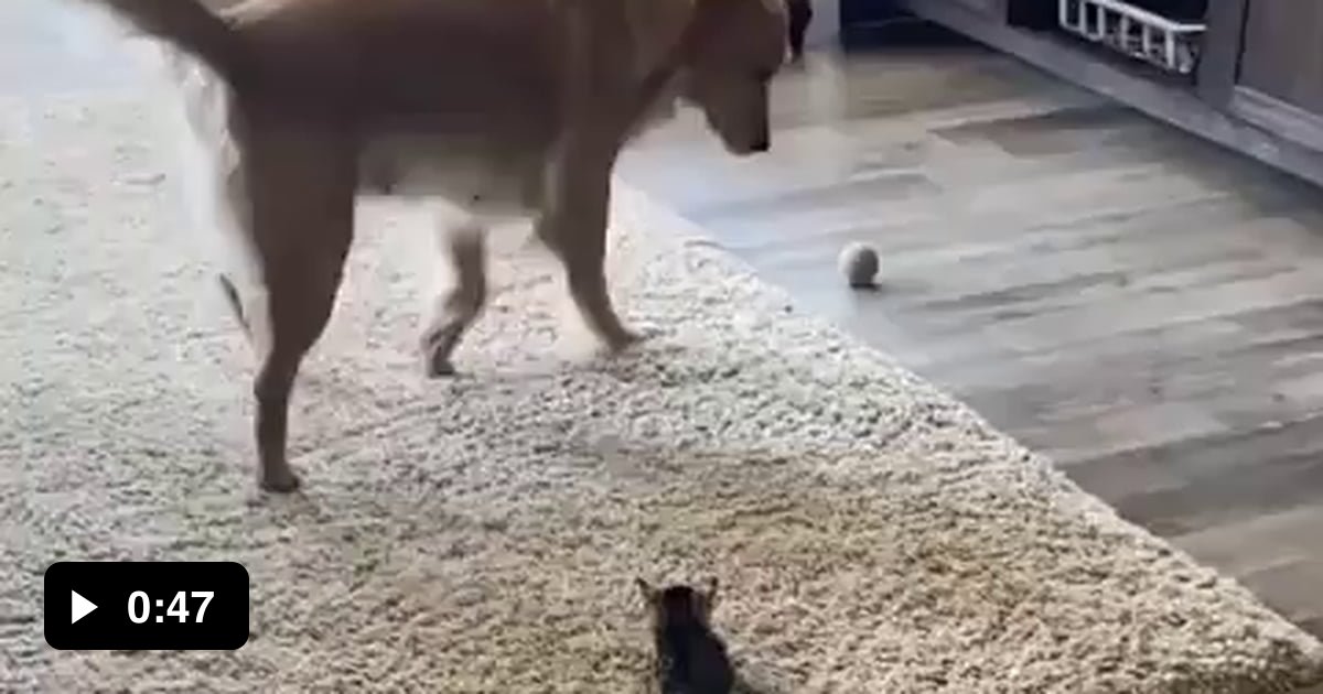 Explain your smallness - 9GAG