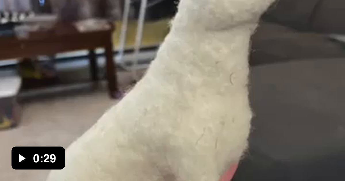 Making a realistic dog out of wool - 9GAG