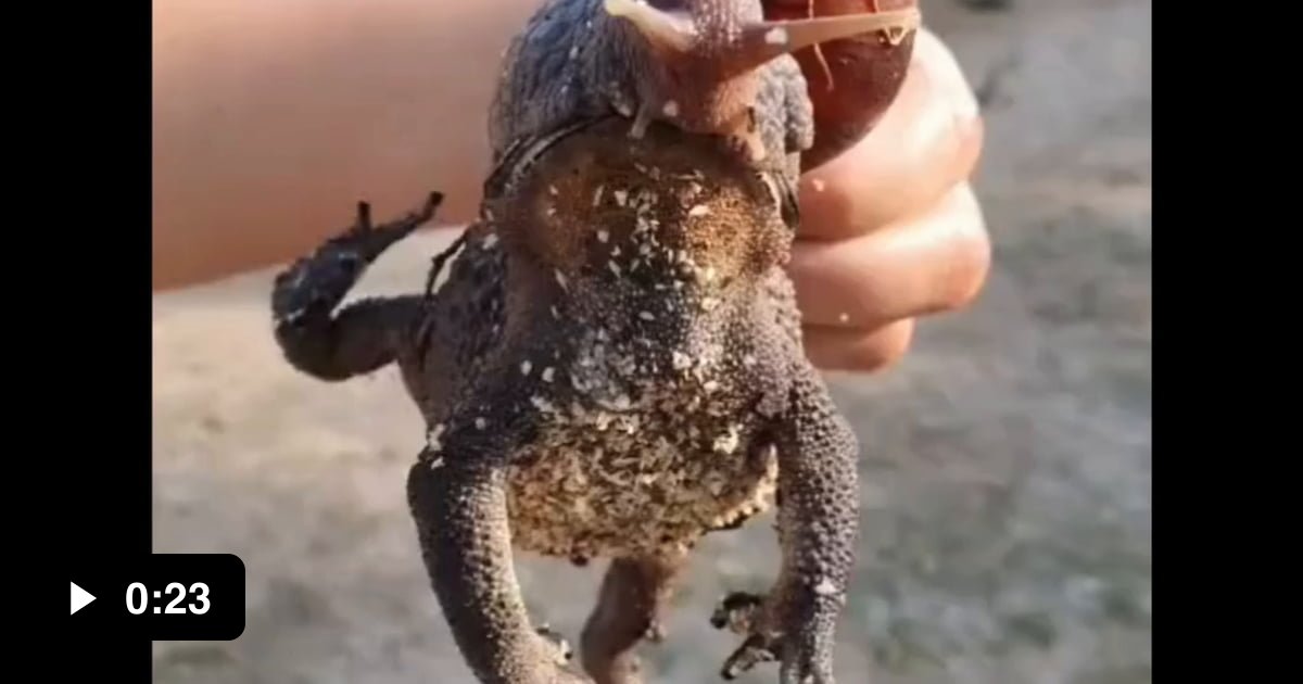 Big Snail, try to devour a frog - 9GAG