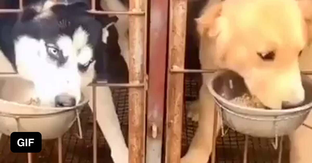 A dog with a questionable personality - 9GAG