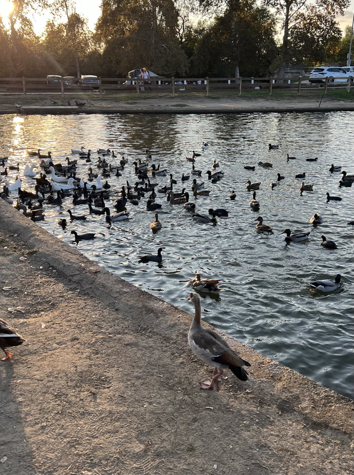 What’s quackin??? #quackers #geese #ducks - 9GAG