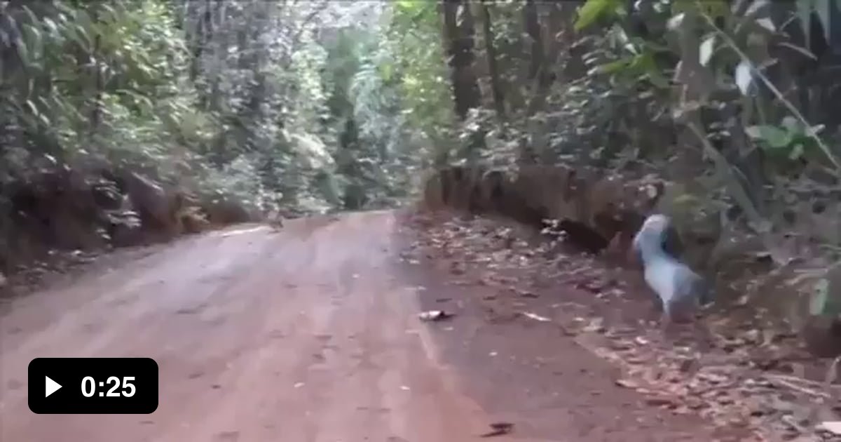 Kagu, a bird on the brink of extinction, meets one of his own kind. - 9GAG