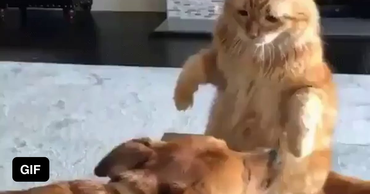 The fluff king of the house - 9GAG