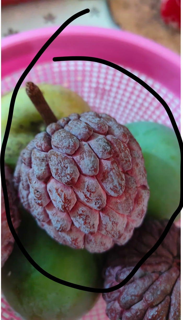 Guys I find devil fruit. - 9GAG