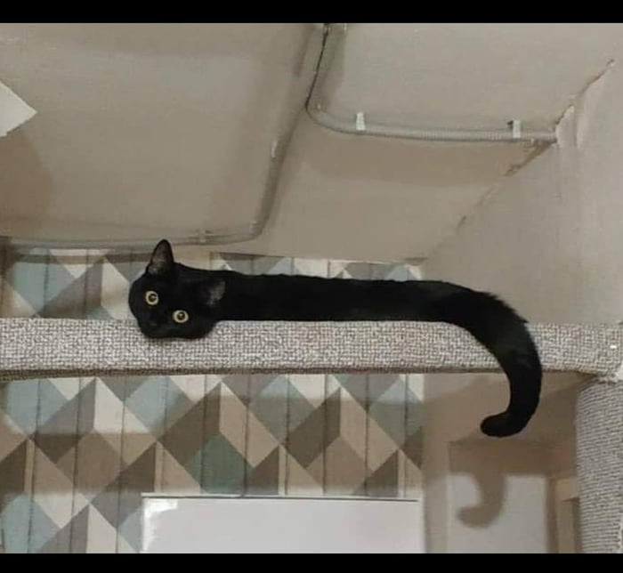 Worm Cat! - 9GAG