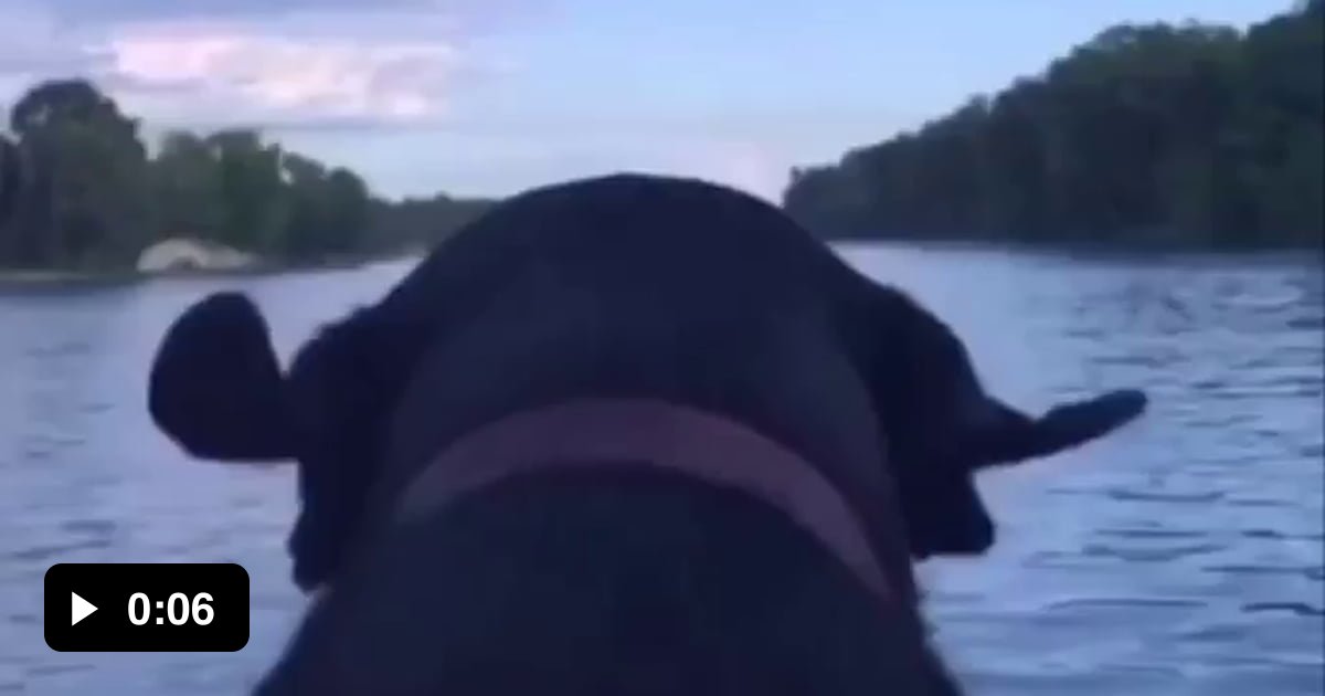 Flappy dog ears - 9GAG