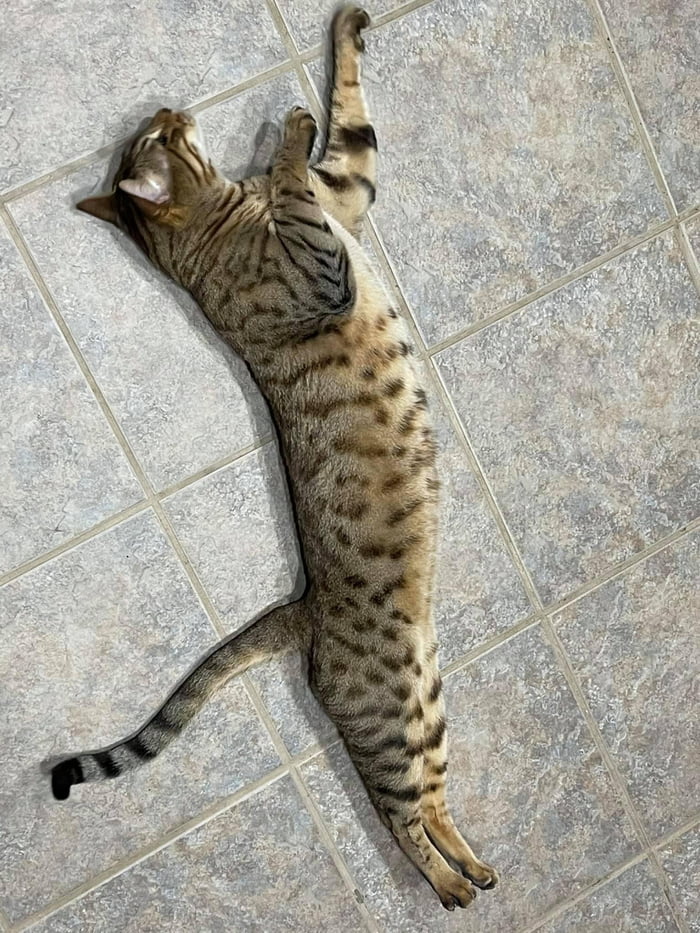 So dramatic begging for treats - 9GAG