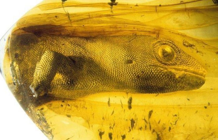 Gecko gets trapped in amber 54 million years ago. - 9GAG