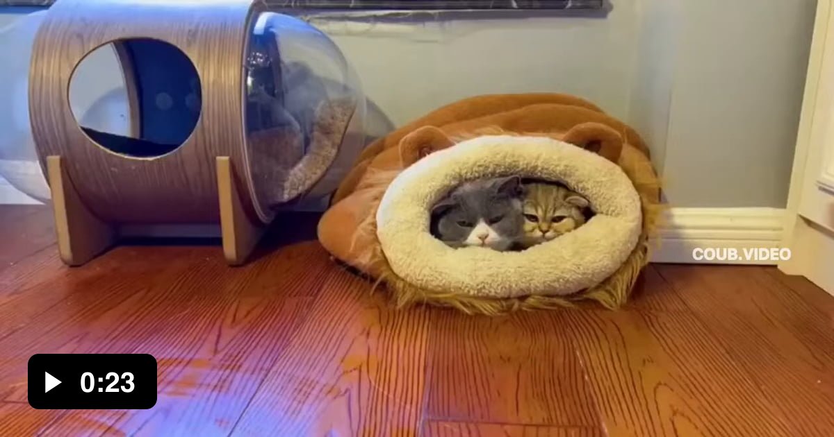 Funny Cat Dog...TOOT - 9GAG