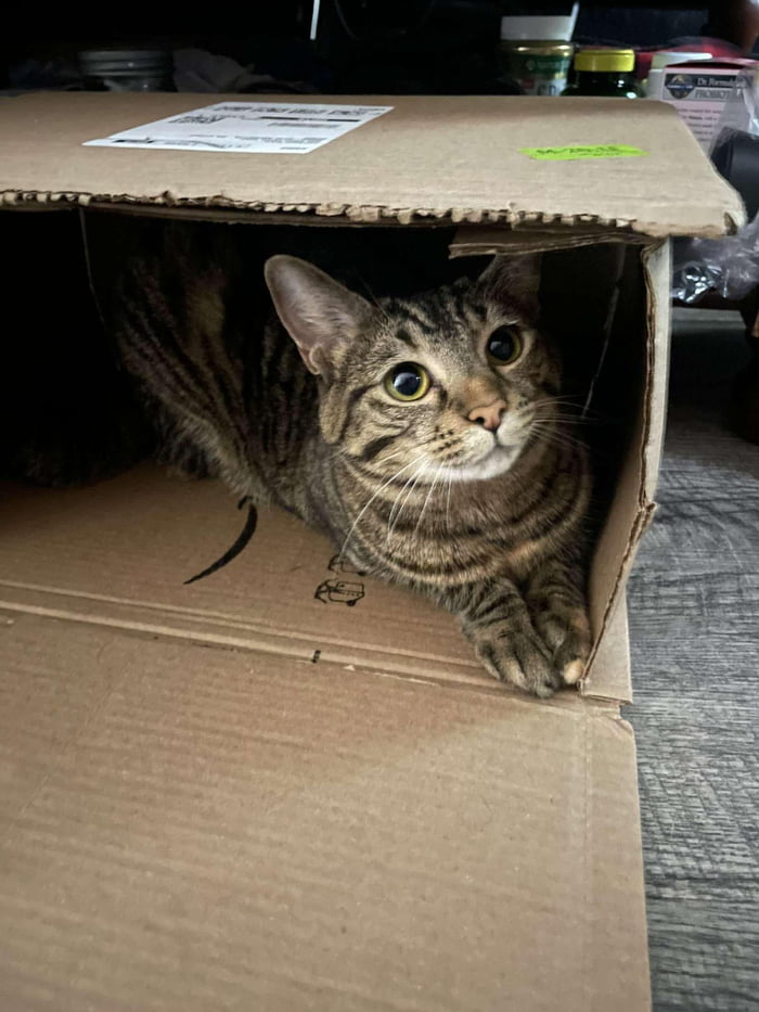 She prefer old boxes to her comfy bed - 9GAG