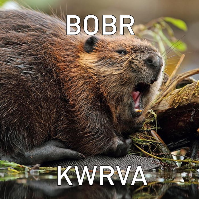 Let's make it official BOBR FRIDAY! - 9GAG