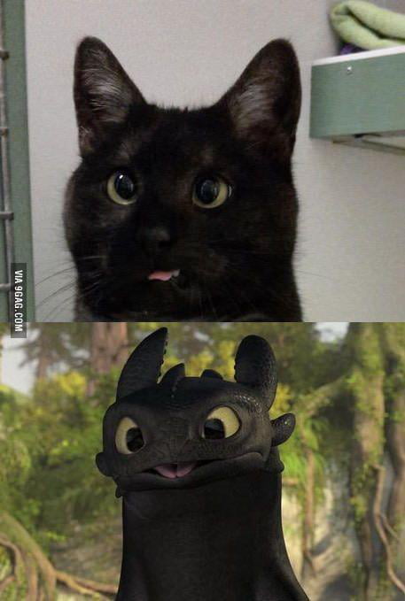 Toothless is that you? - 9GAG