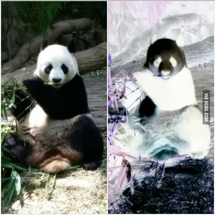 The normal panda vs the negative panda :D - 9GAG