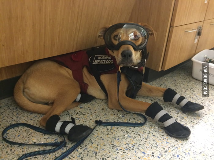 This service dog wears all the personal protective equipment while in ...