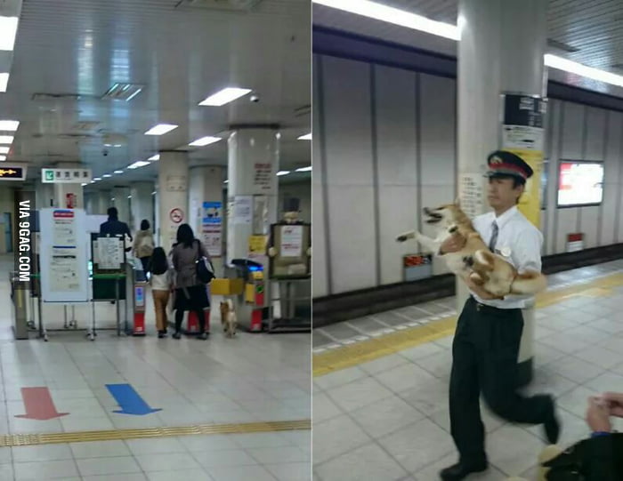A doge did not pay for the train and get caught - 9GAG