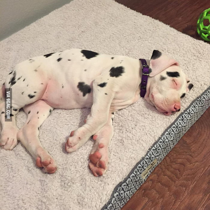 Sleep tight, pupper - 9GAG