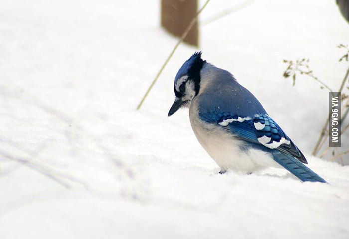 Blue jay in the snow. - 9GAG
