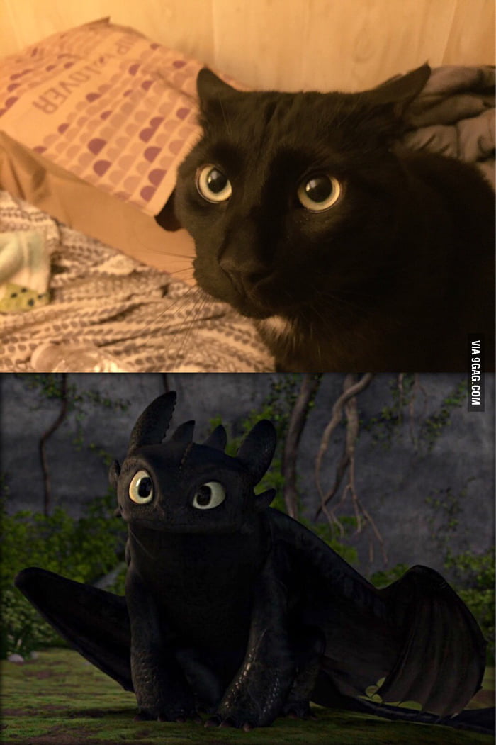 My cat dreams big dreams of becoming Toothless the Night Fury. - 9GAG