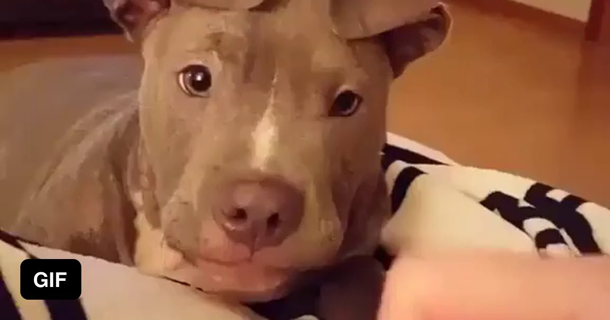 Ollie gives paw - 9GAG