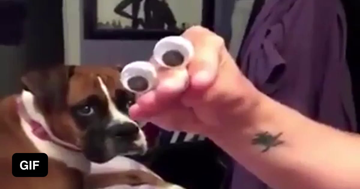Giving him a heckin good scare - 9GAG