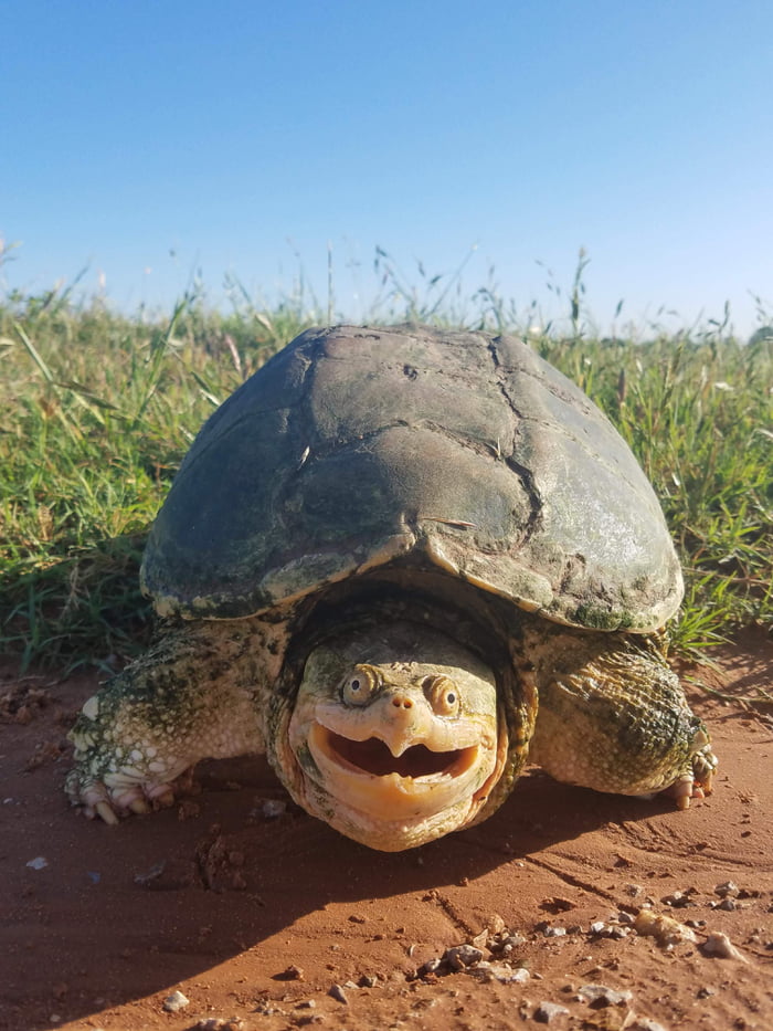 Photogenic snapping Turtle. - 9GAG