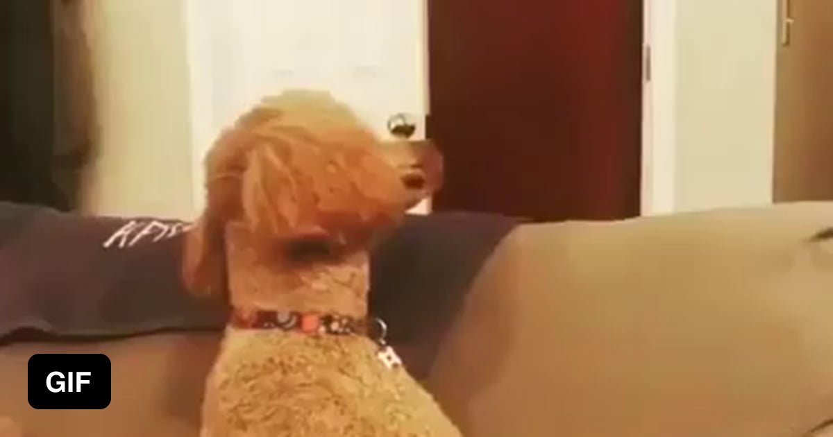 What the fluff? - 9GAG