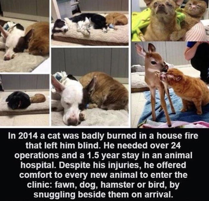 The best kitty - 9GAG