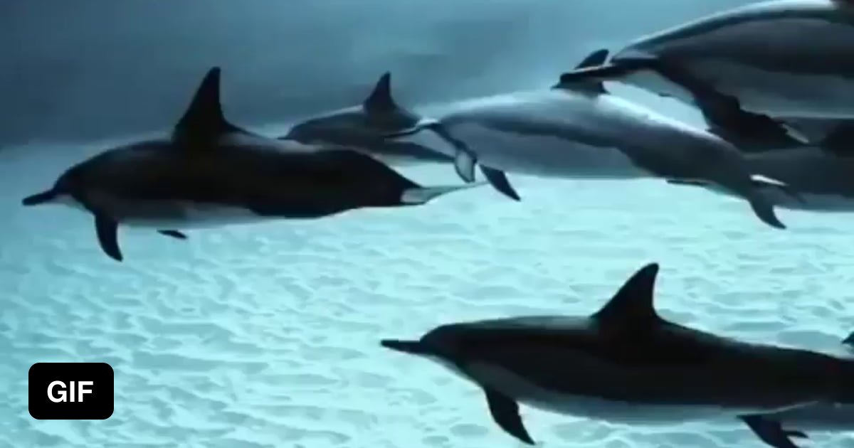 Swimming in crystal clear water with dolphins - 9GAG