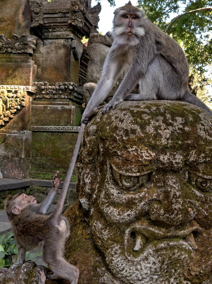 This monkey is the ultimate Jerk. - 9GAG