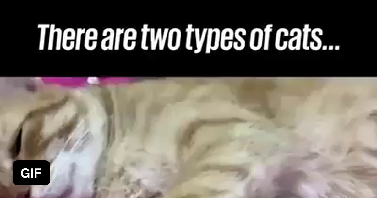 Ah those cats lol - 9GAG