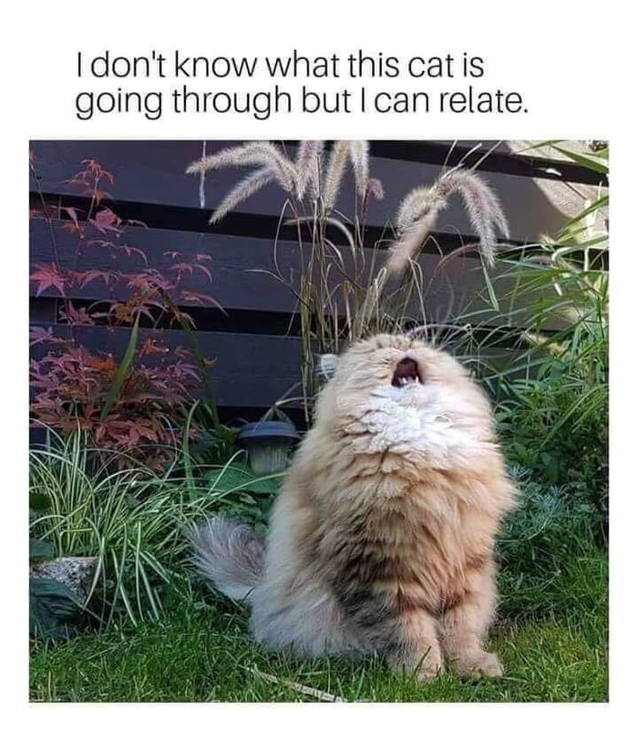 AAAAAAHHHH - 9GAG