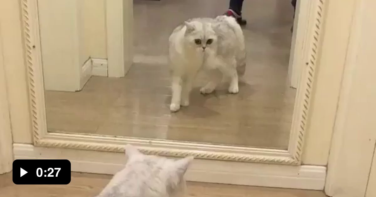 Pretty kitty doesn’t like competition - 9GAG