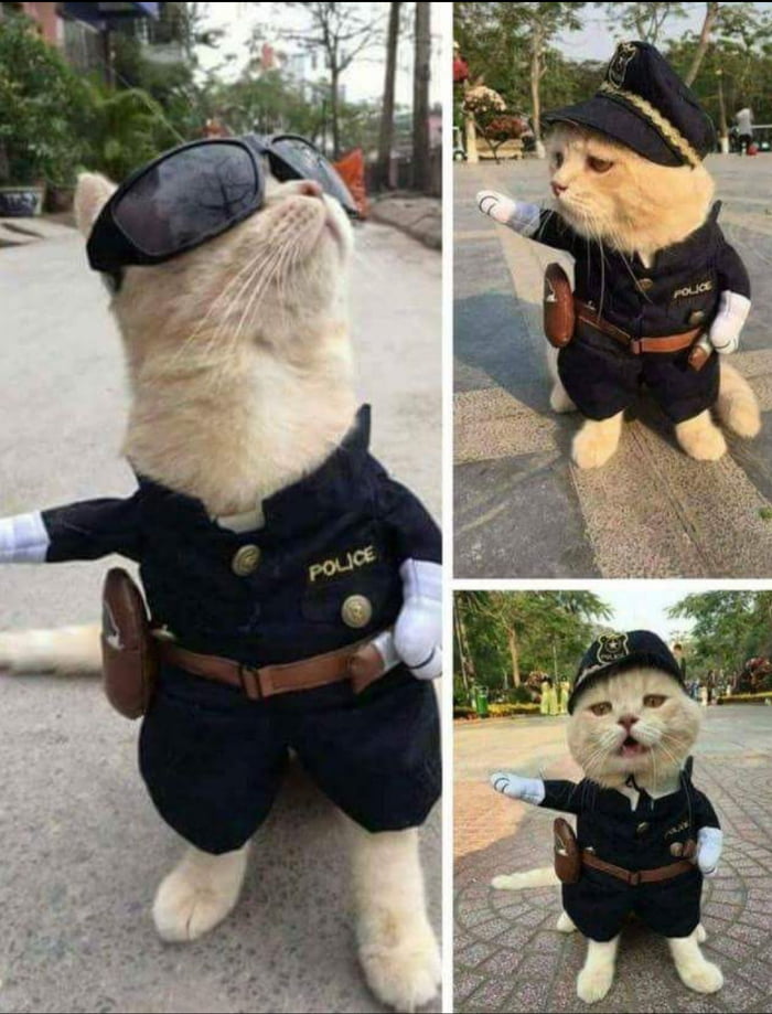 Meow hail Hitler!!! - 9GAG