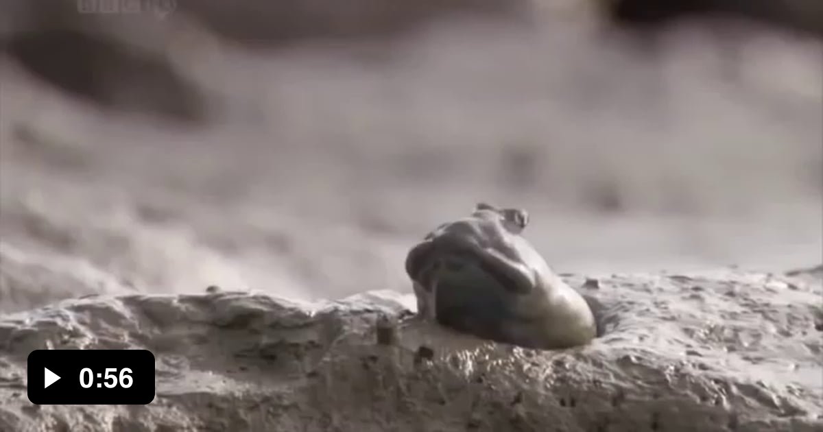 Mudskipper... the screaming fish... - 9GAG