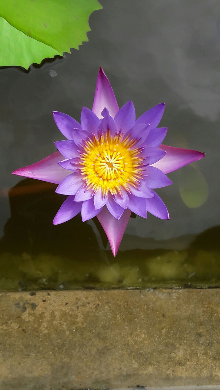 A geometrically symetrical lotus - 9GAG
