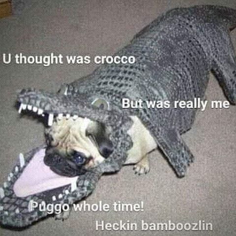 Heck, bamboozled again! - 9GAG