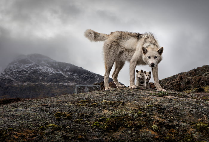 🔥🔥🔥 Mother Wolf Protecting Her Cubs 🔥🔥🔥 9gag
