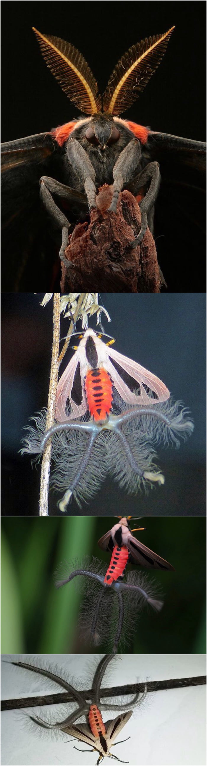 "Creatonotos gangis". The old new NOPE! (Part 1) - 9GAG