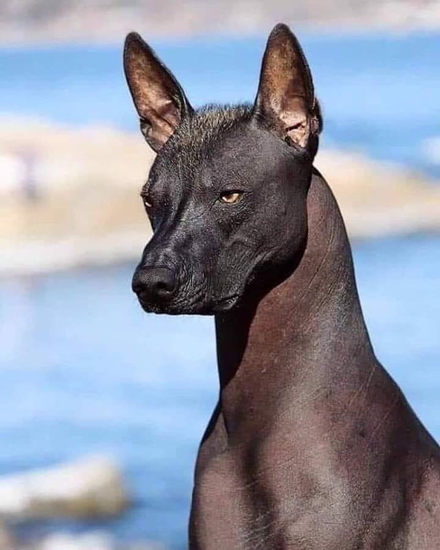 This magnificent dog is a Xoloitzcuintli. An ancient Aztec dog breed ...