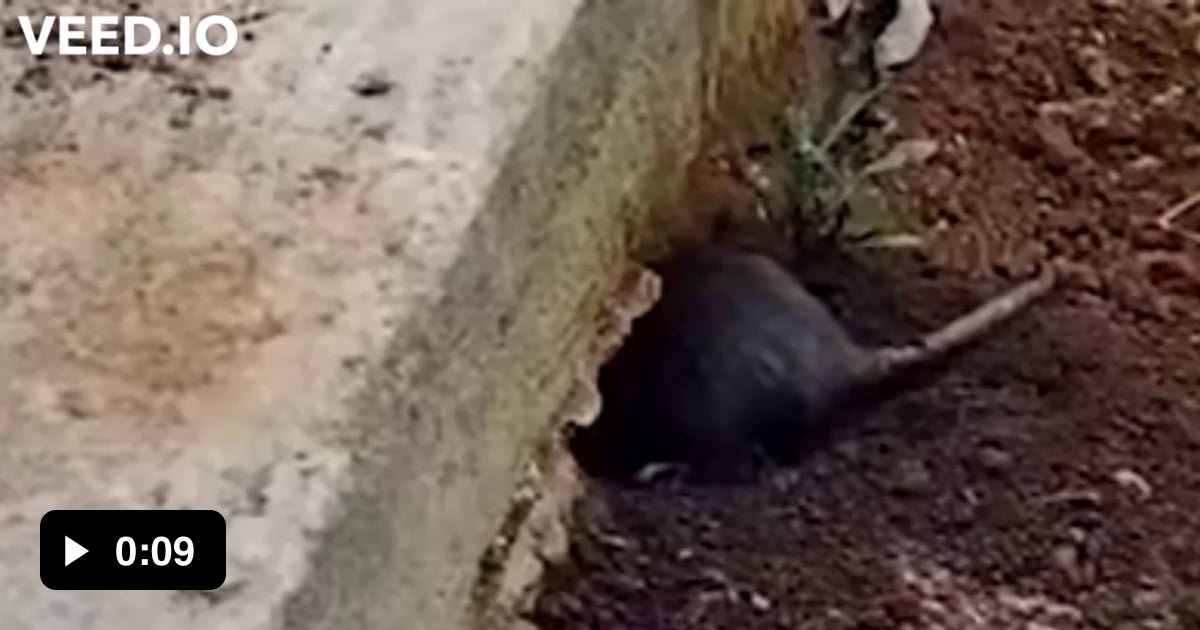 It's Happy 420 Wednesday - 9GAG