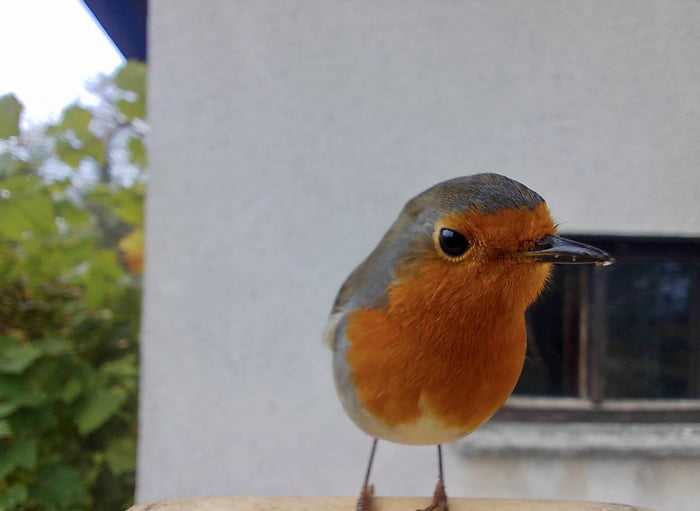 European Robin with tiny legs - 9GAG
