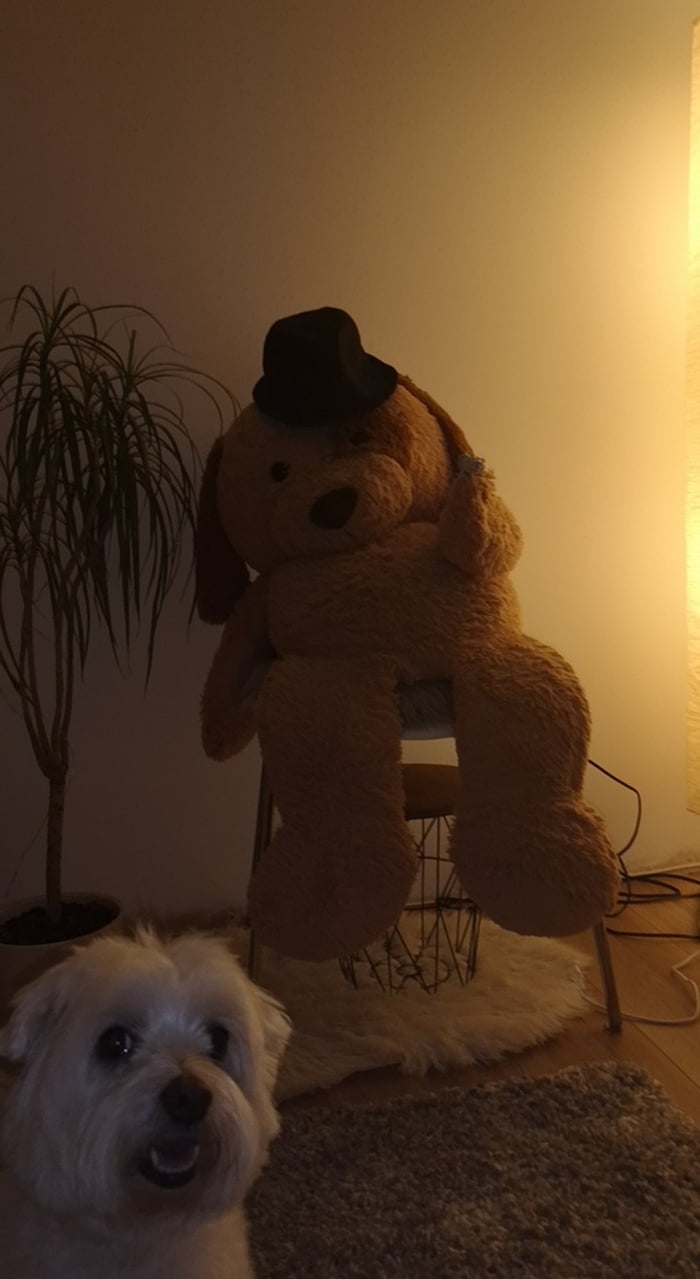 Good boy has a good day - 9GAG