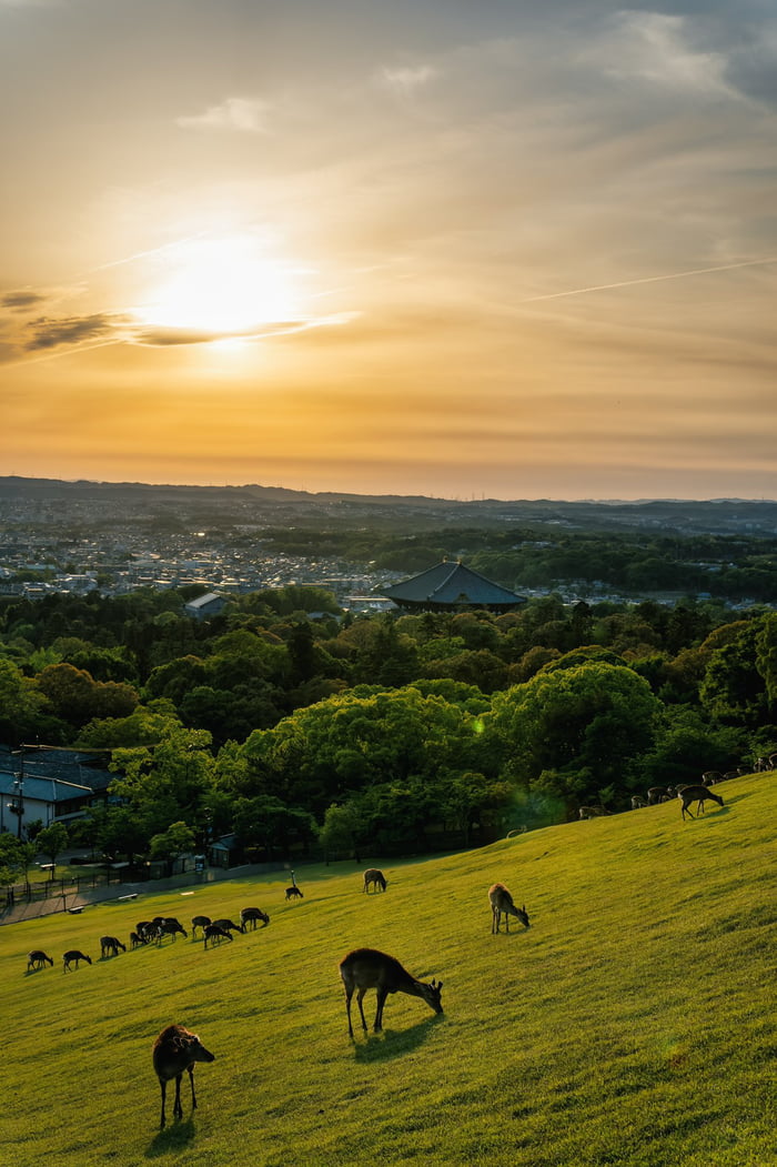 Sunset in Nara , Japan - 9GAG