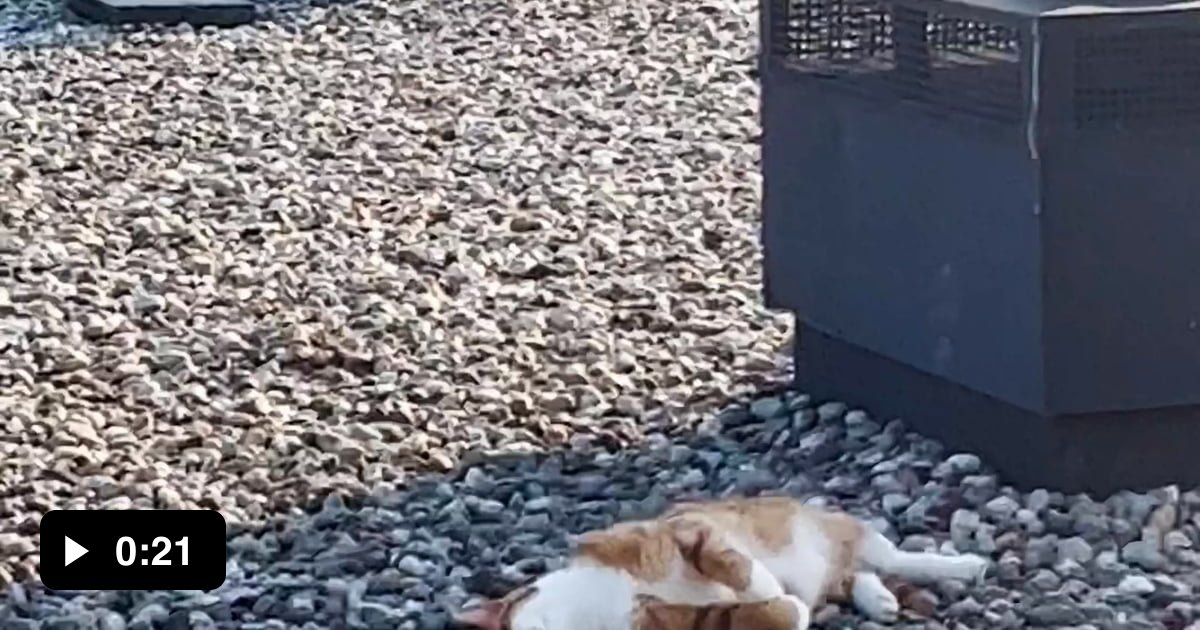 When you find just the right spot 🐱 - 9GAG
