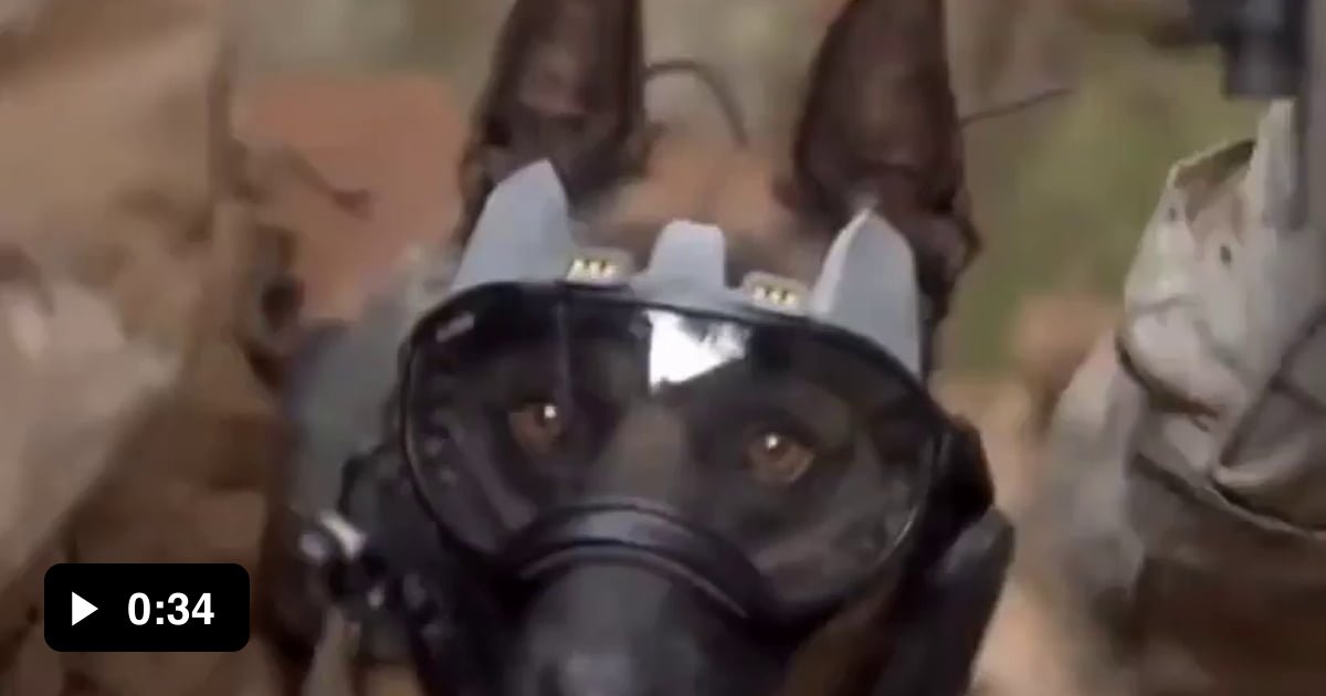 Tactical Doggo shows off their gear - 9GAG