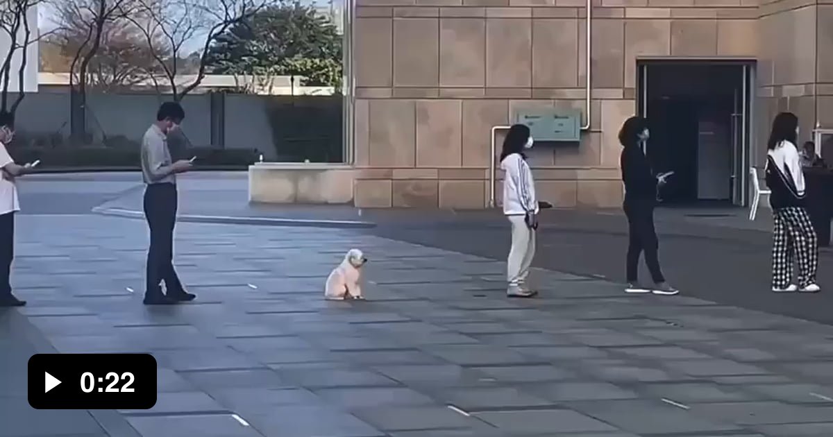 Polite dog queuing in line, maintaining safe distance. - 9GAG