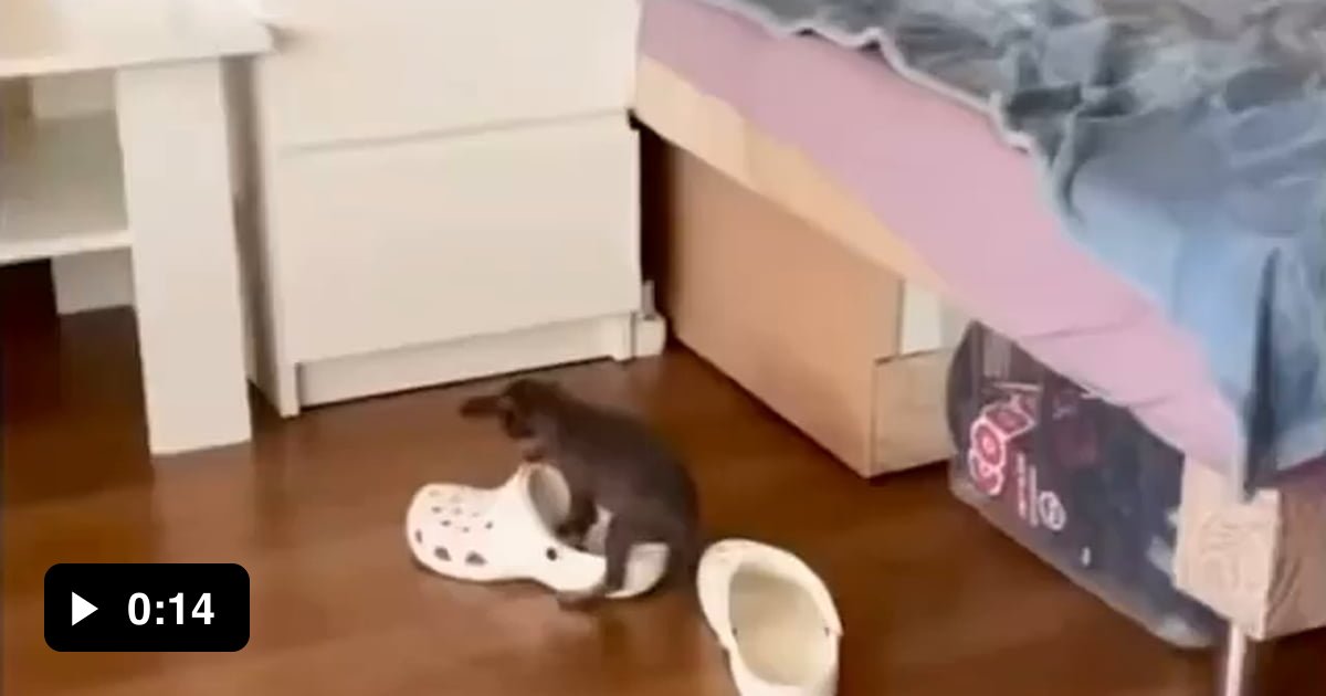 Croc eats tiny doggo, doggo is ok - 9GAG