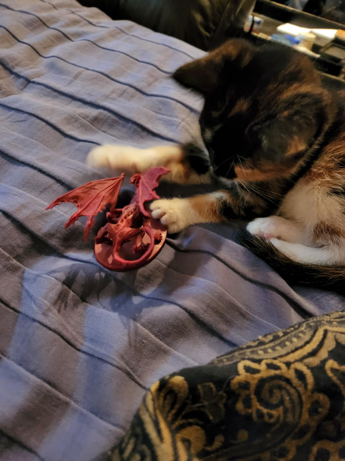 8 week old DnD enjoyer - 9GAG